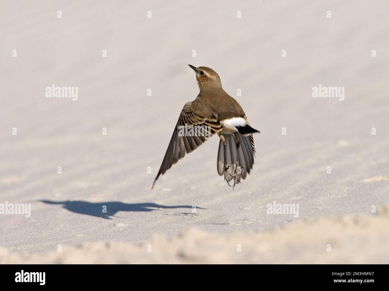 Northern wheatear flight hi-res stock photography and images - Alamy