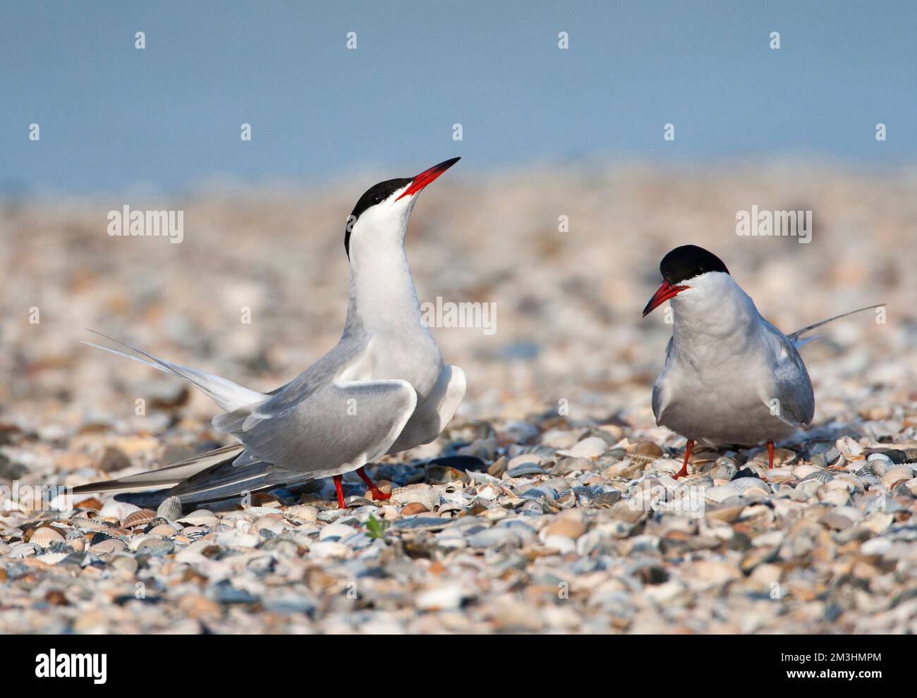 Visdief; Common Tern Stock Photo - Alamy