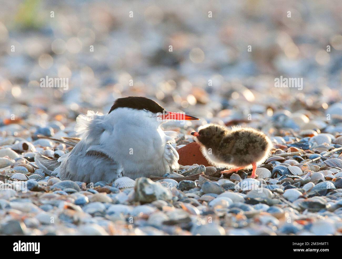 Visdief hi-res stock photography and images - Alamy
