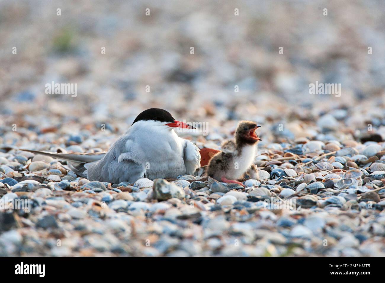 Visdief volwassen met jong bedelend met voer; Common Tern adult with ...