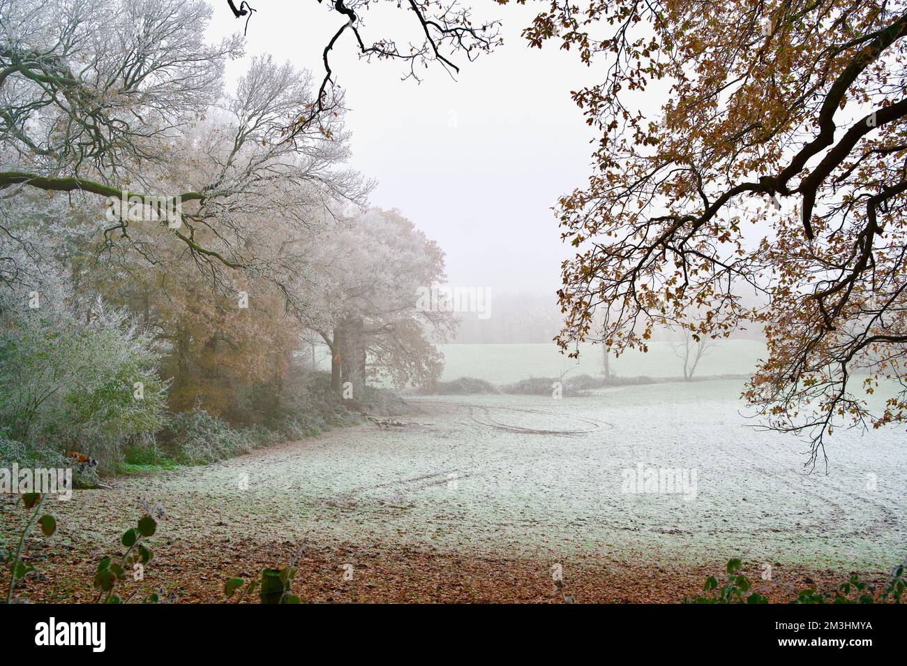 Cold day icy tree hi-res stock photography and images - Alamy