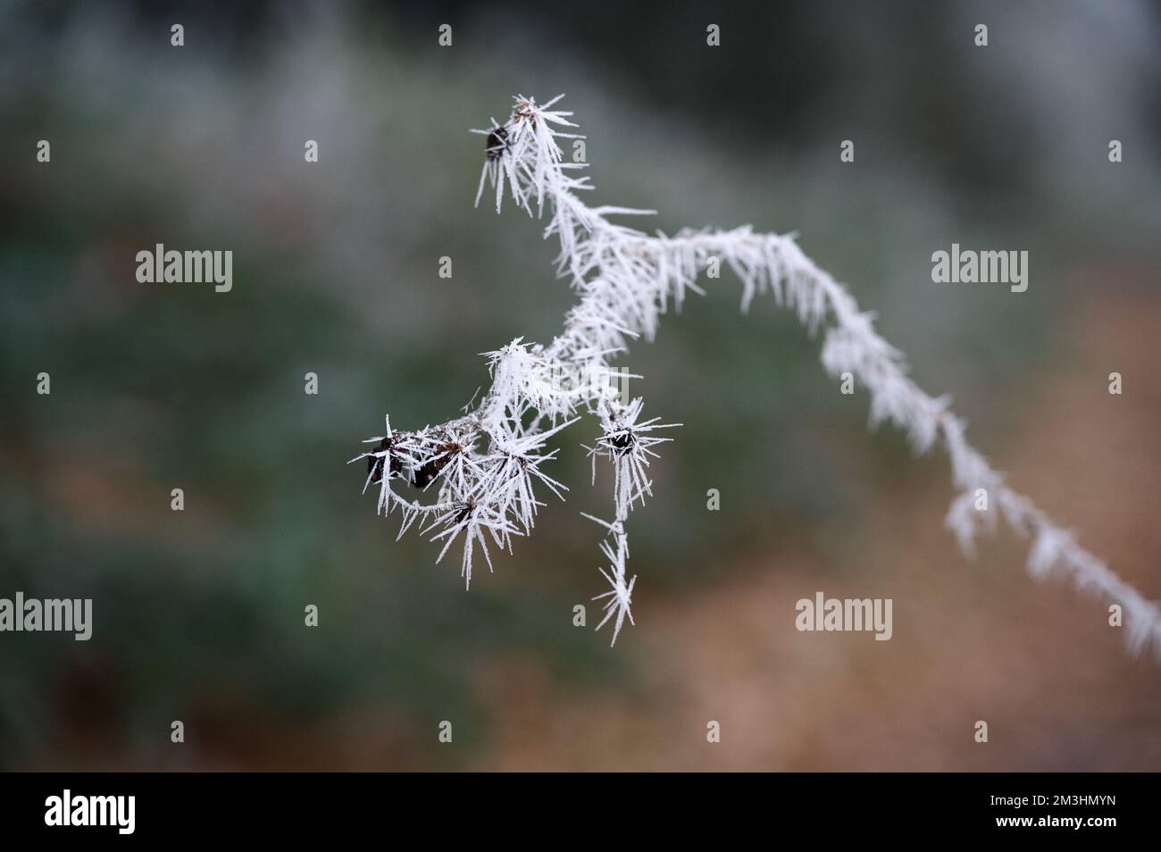 Detail of the spiky icicles made by a hoar frost, on a dead tree branch ...