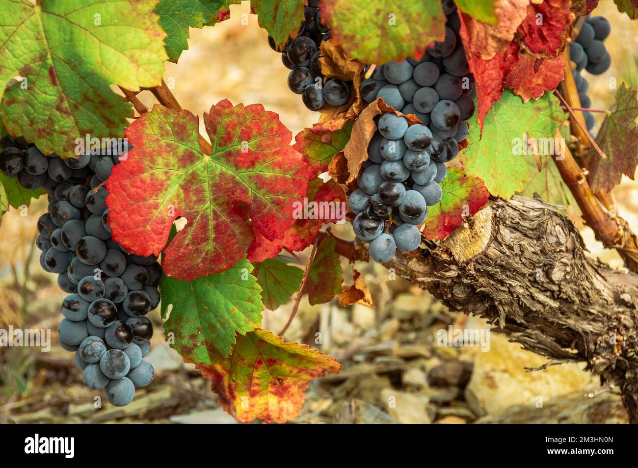 Grapes in autumn ready for harvesting. Grapes used to do port wine at ...