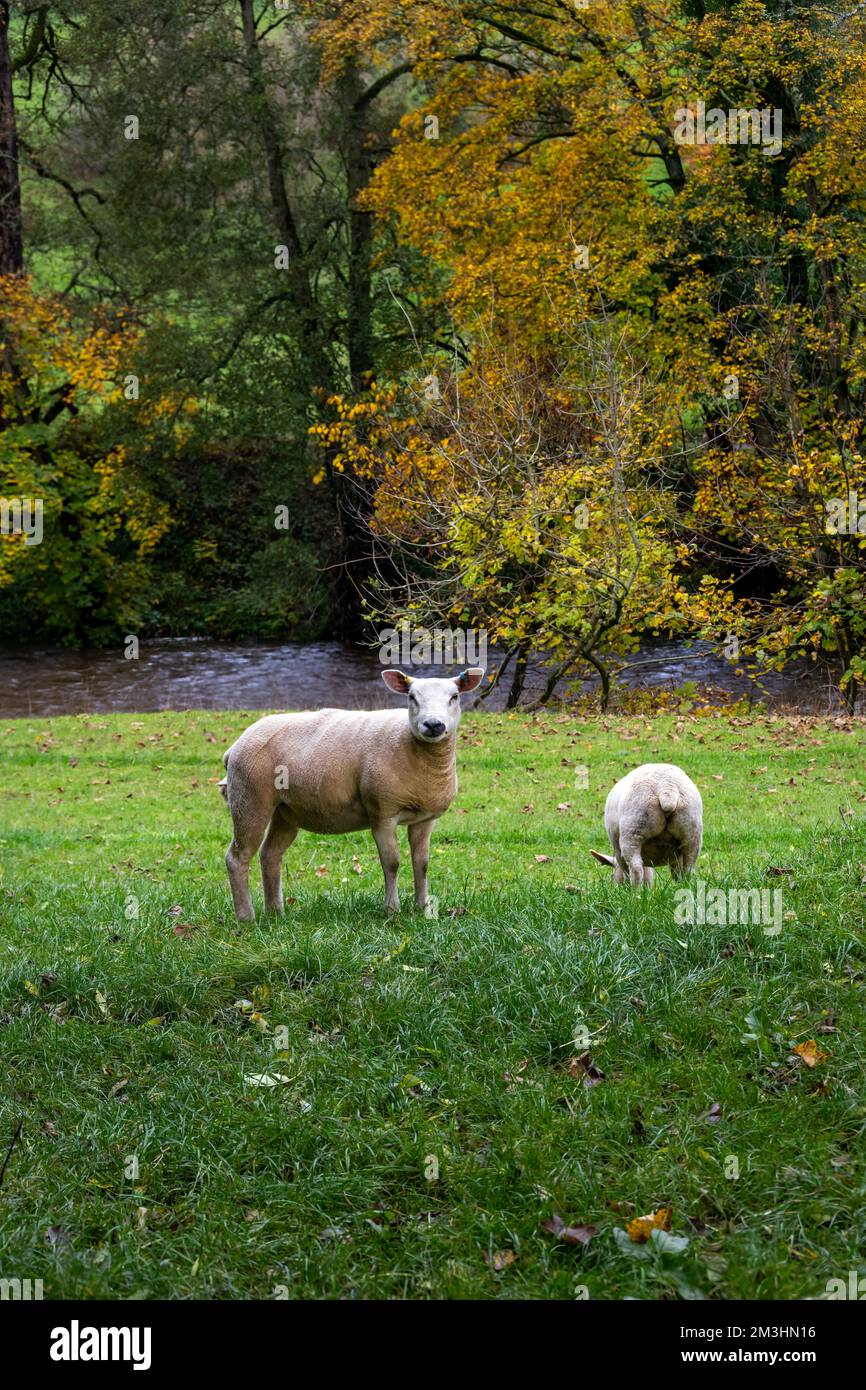 Lambs river bank hi-res stock photography and images - Alamy