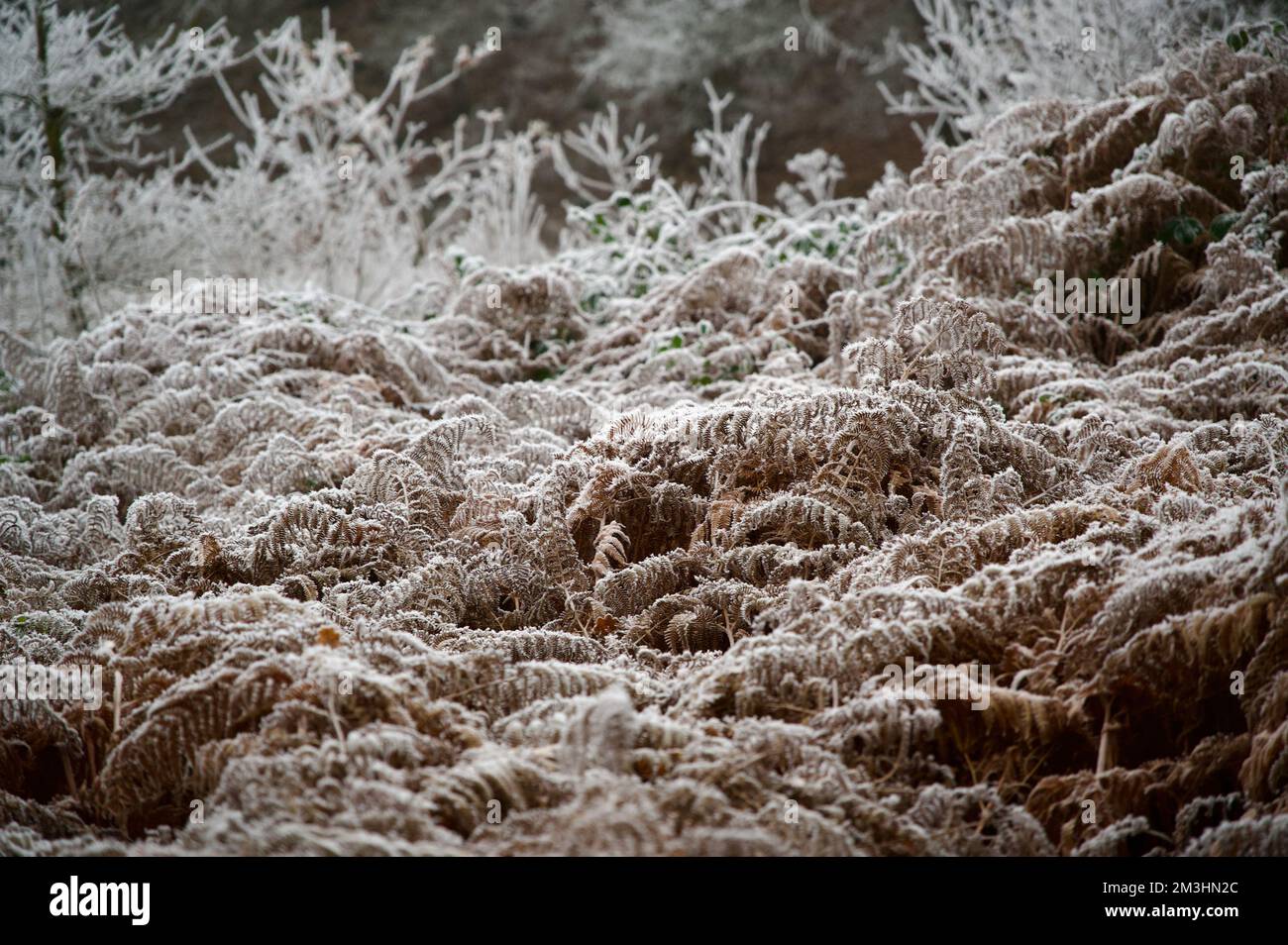 Ice ferns hi-res stock photography and images - Alamy