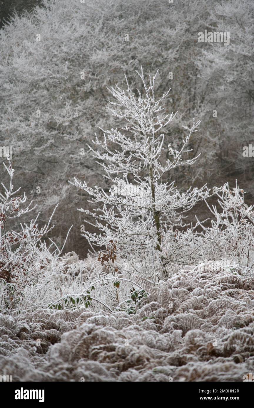 Ice ferns hi-res stock photography and images - Alamy