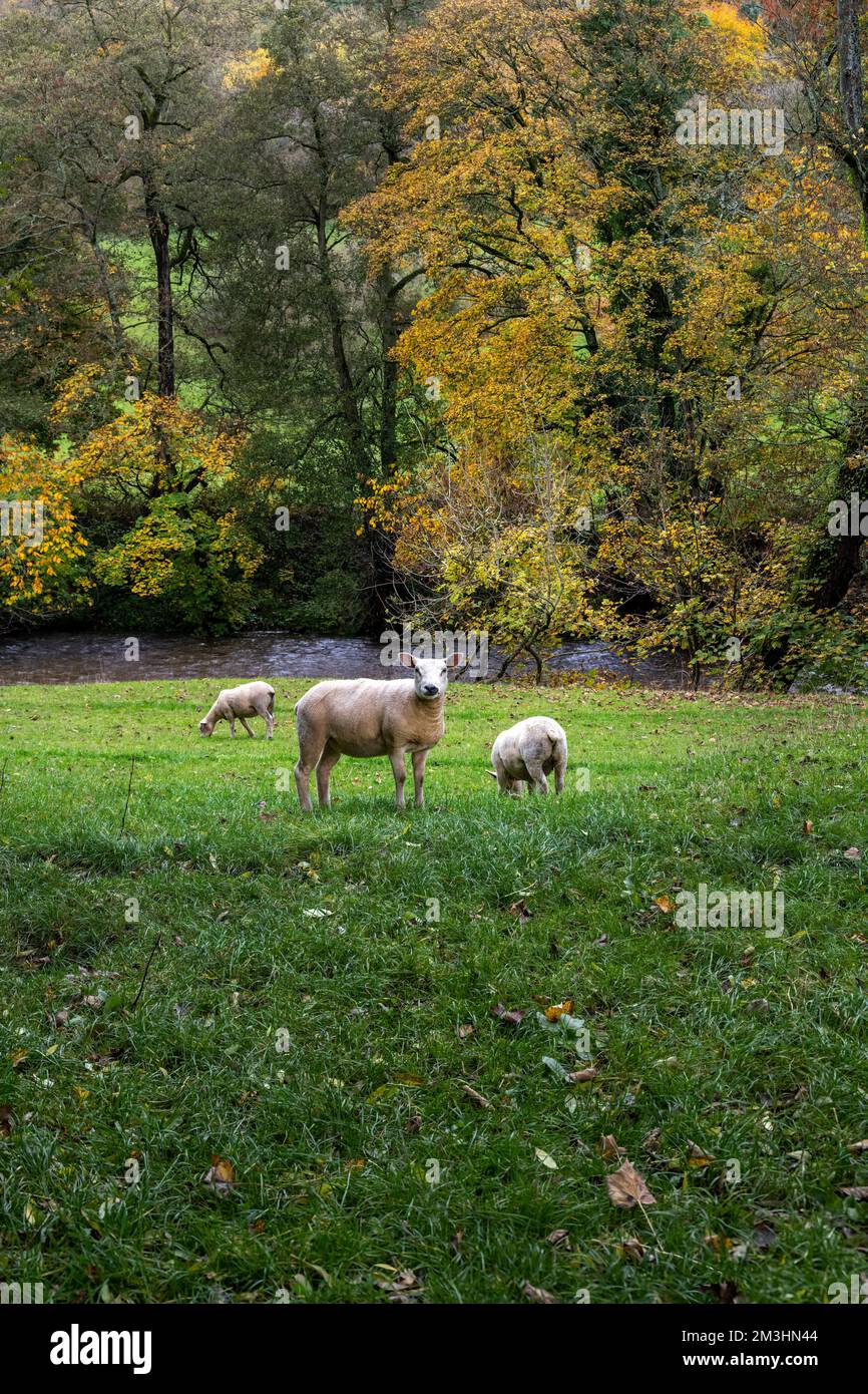 Walking along the river Derwent in autumn, lambs in a field, Peak ...