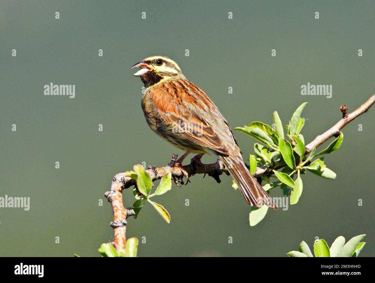 Adult zomerkleed mannetje Cirlgors zingend vanaf een tak; Adult summer ...