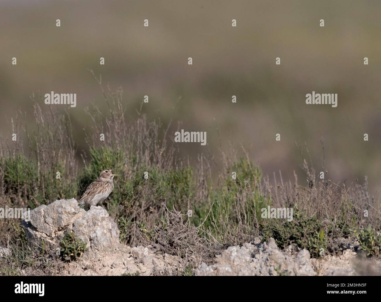 Dupont's Lark (Chersophilus duponti duponti) singing in Spanish steppes ...