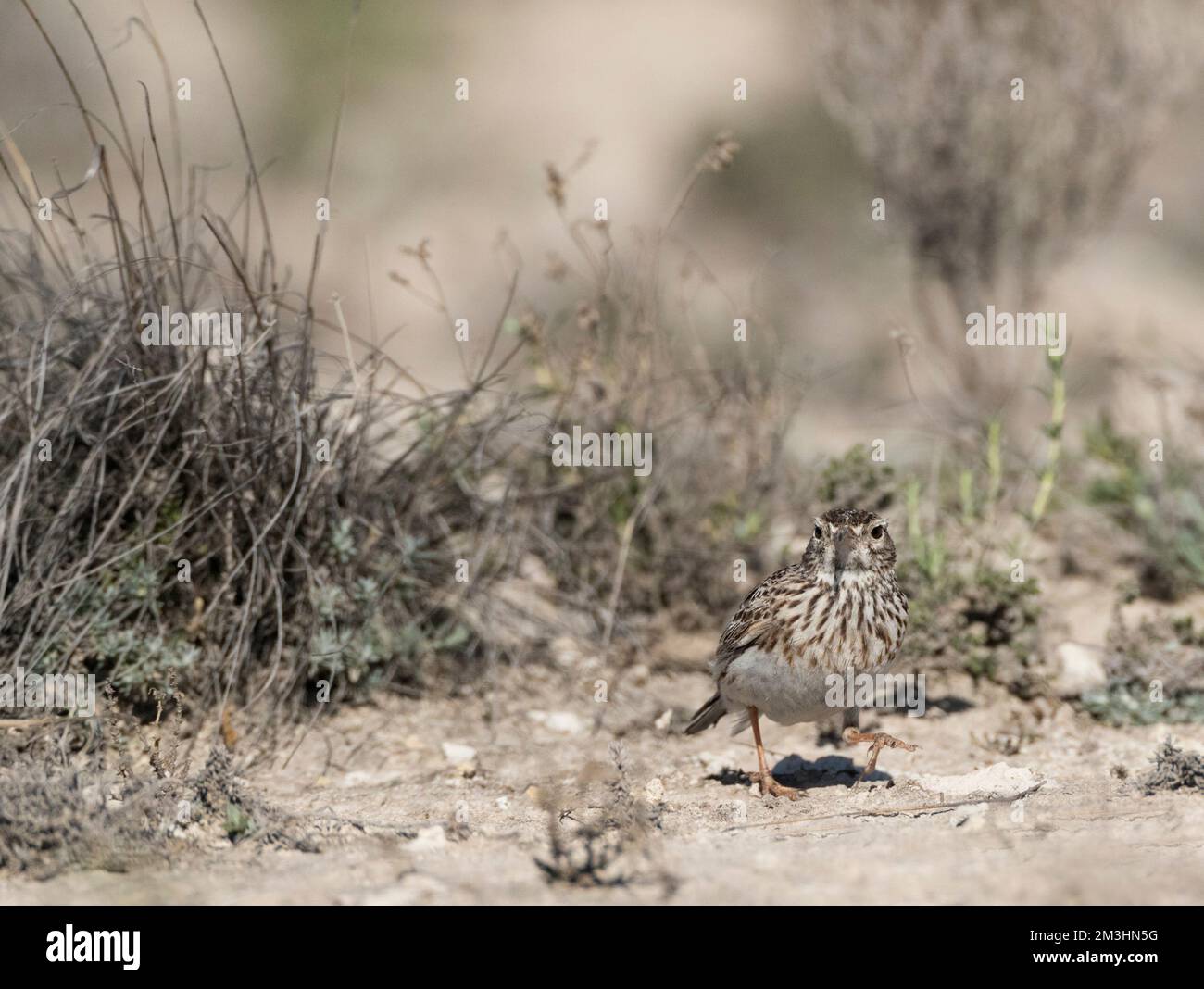 Dupont's Lark (Chersophilus duponti duponti) in Spanish steppes Stock ...