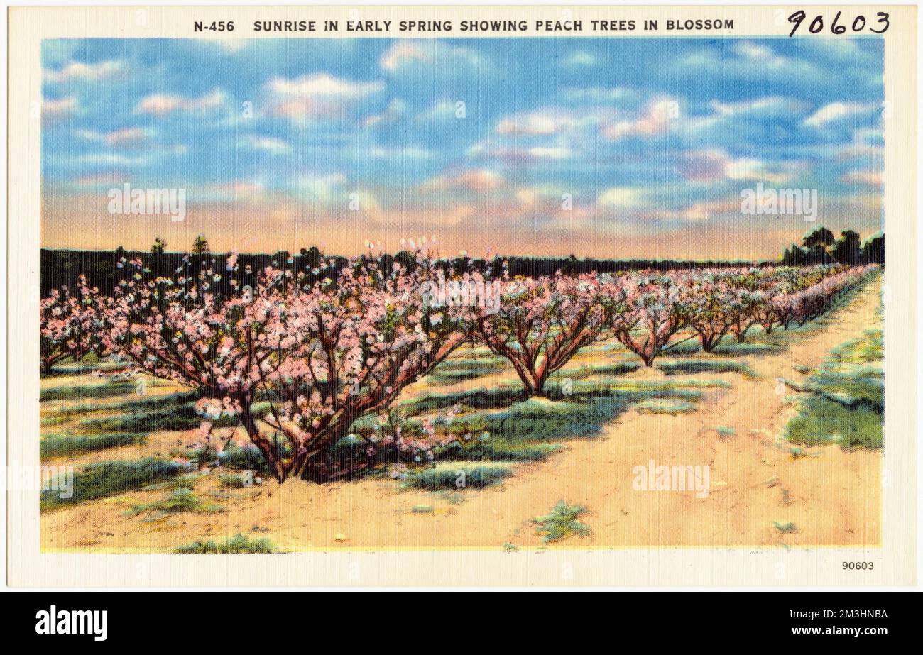 N-456. Sunrise in early spring showing peach trees in blossom , Tichnor ...