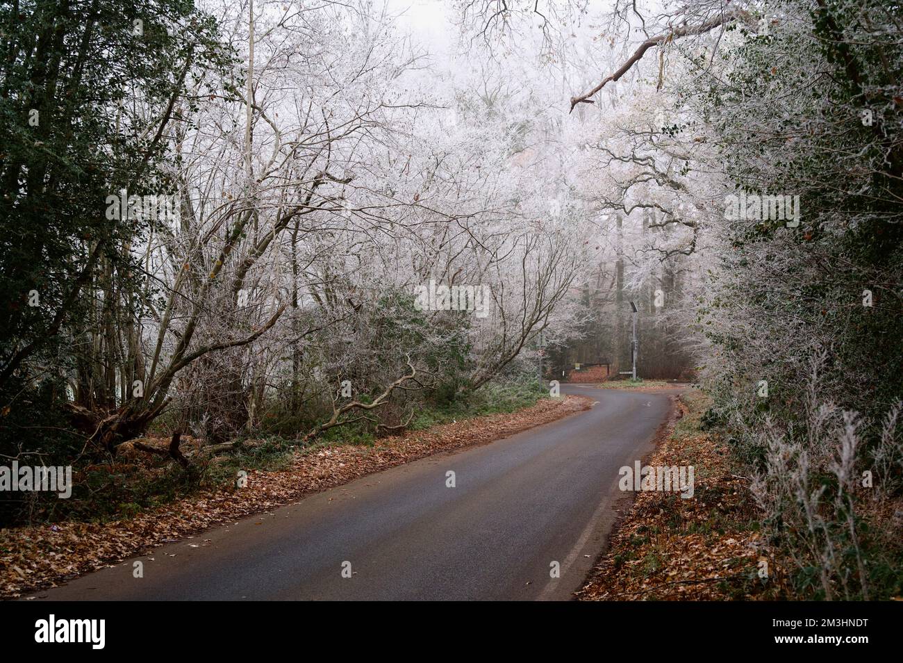 A cold countryside road: a single track lane through icy woodland, trees covered in a thick ...