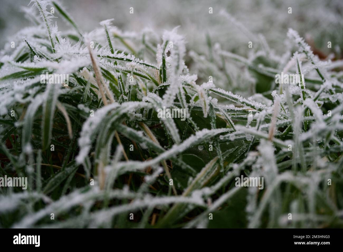 Frost coated grass blades hi-res stock photography and images - Alamy