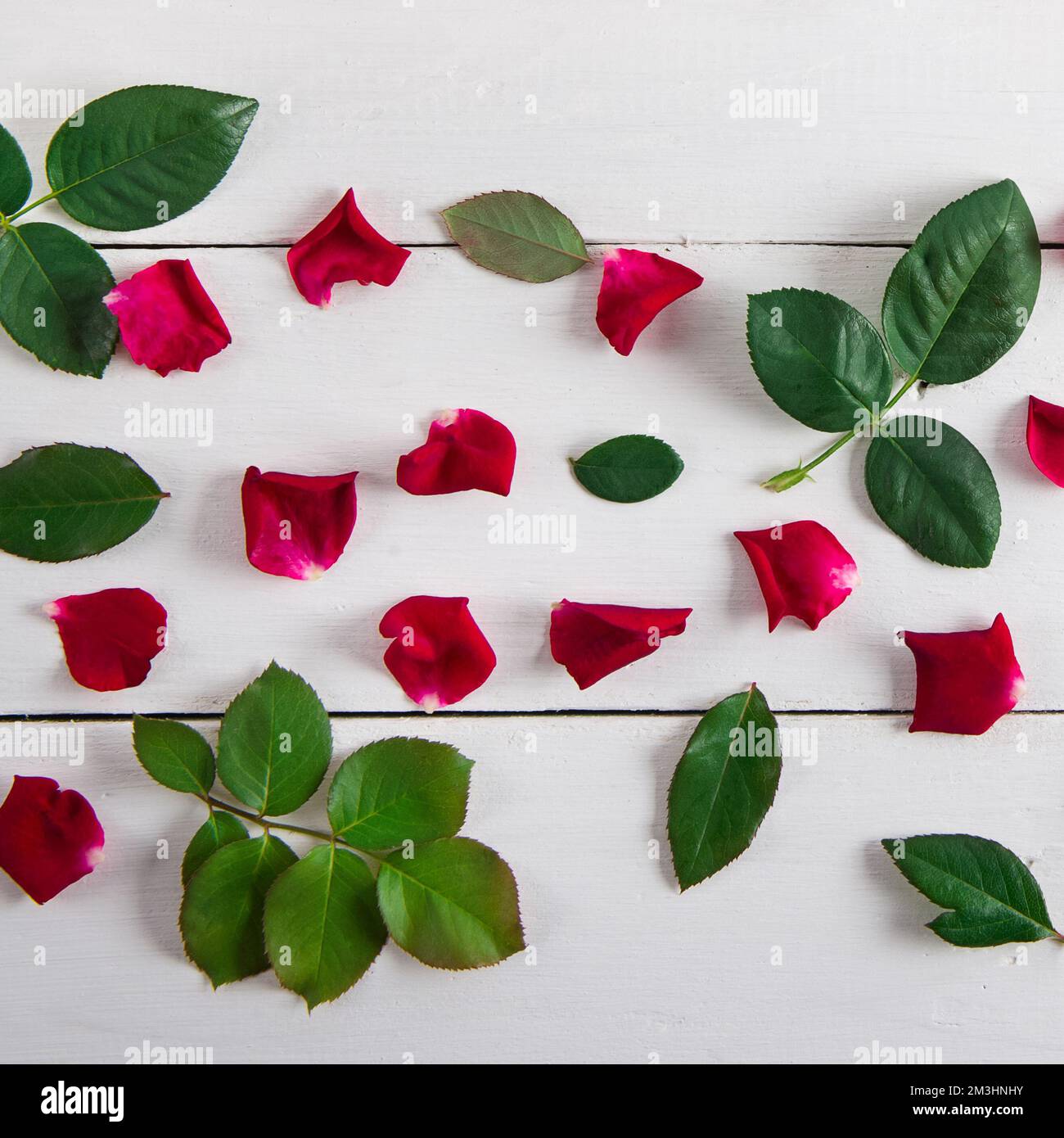 Red rose petals and green rose leaves on a white background. Background ...