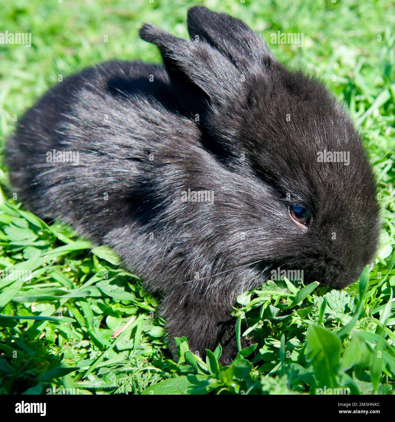 Black rabbit on field hi-res stock photography and images - Alamy