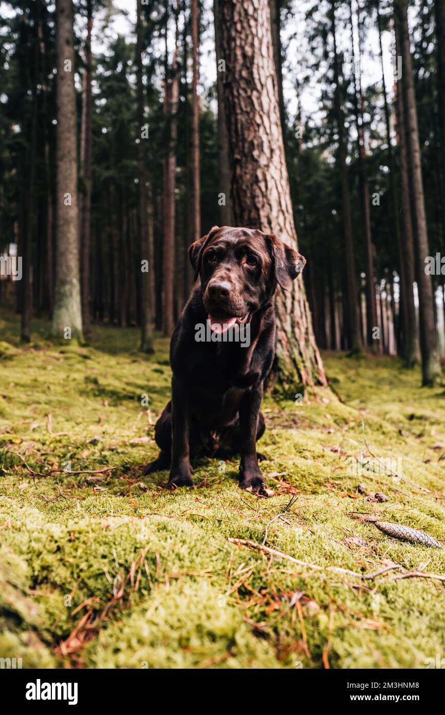 A closeup portrait of a brown Labrador Retriever on a tall trees ...