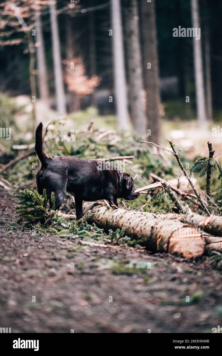 A beautiful view of a brown Labrador Retriever in the forest smelling ...