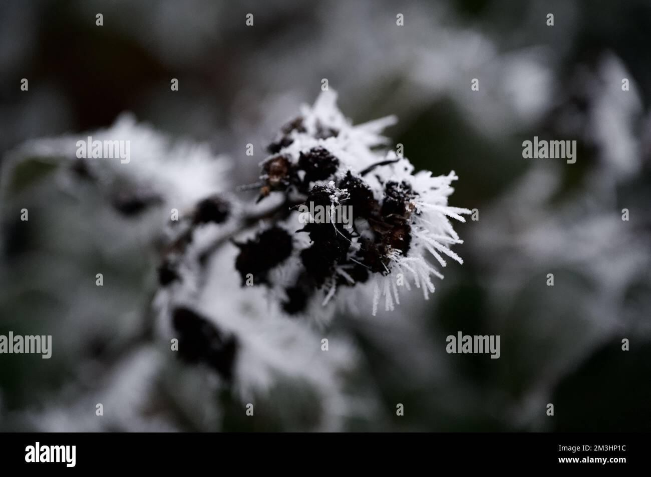 Incredible detailed white icicles formed in tight clusters of icy hoar ...