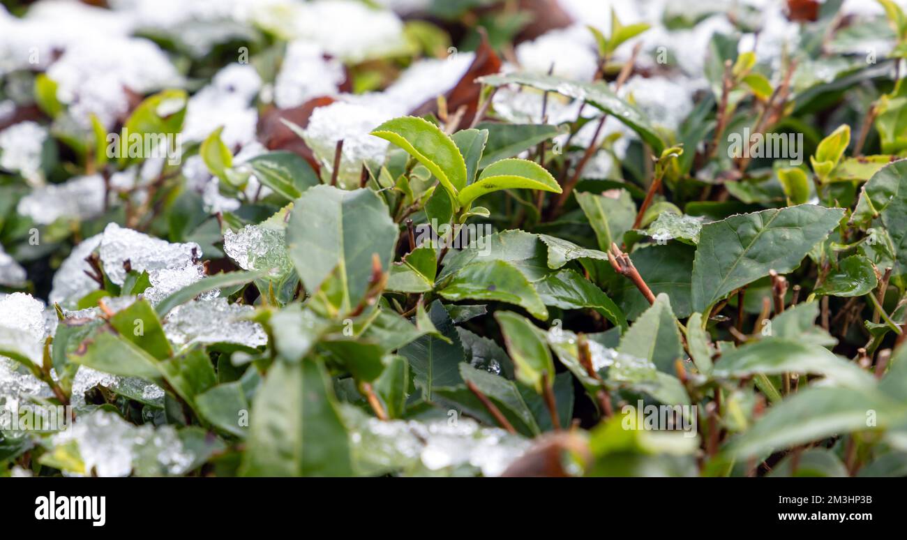 Tea leaves covered with snow, close-up outdoor photo taken at Asian tea ...