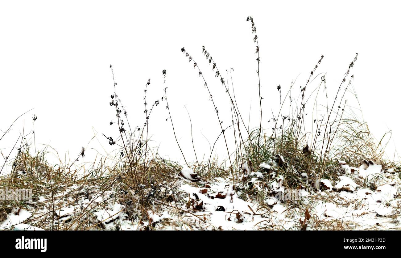 Grass background nature floral hi-res stock photography and images - Alamy