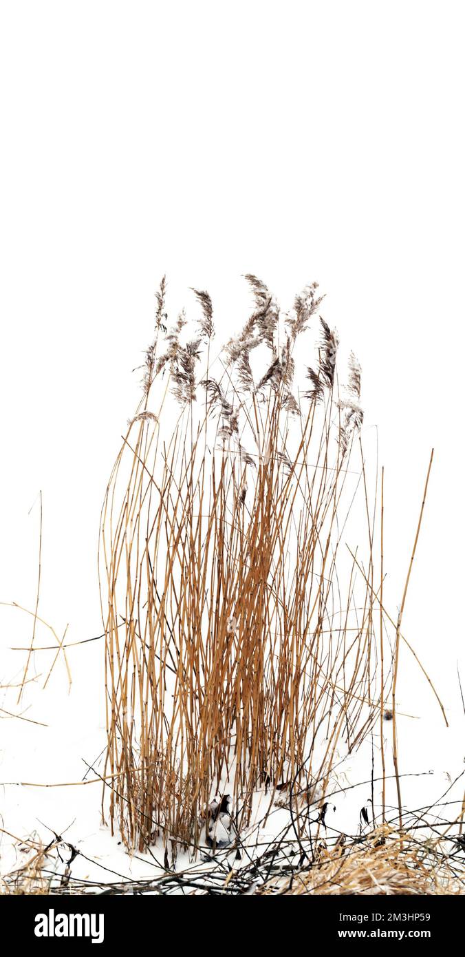 Dry reed cowered with snow isolated on white, natural vertical ...