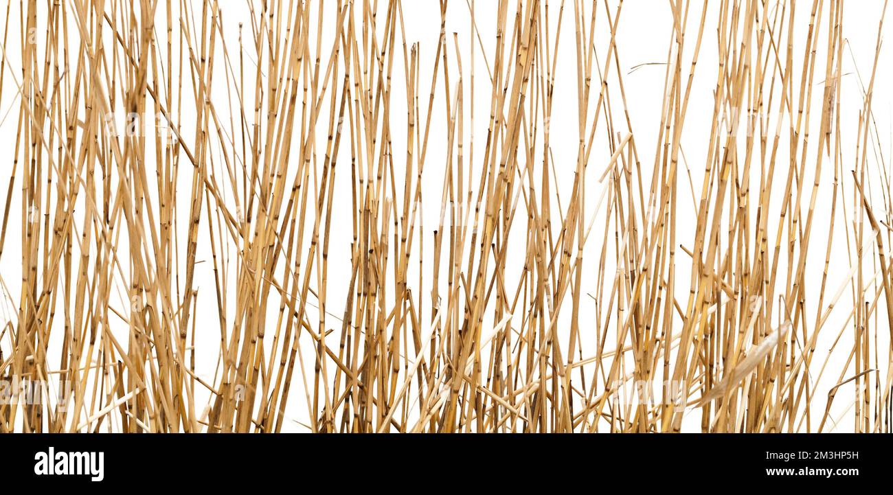 Dry coastal reed isolated on white background, abstract natural winter ...