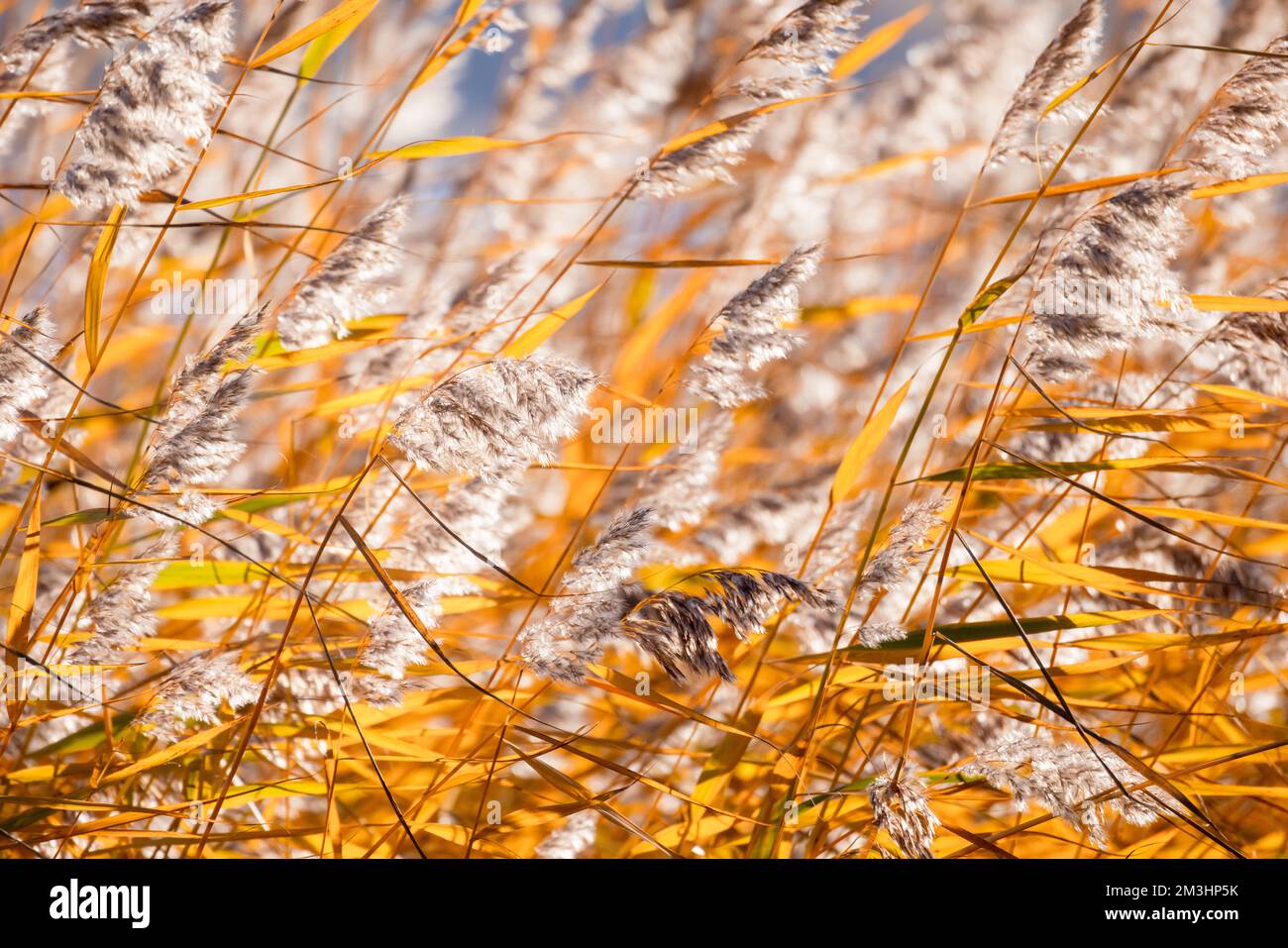 Dry fluffy coastal reed on a sunny autumn day, natural photo background ...