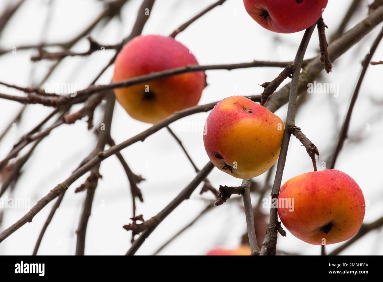 Frozen apples hang on branches, close-up photo with selective focus ...