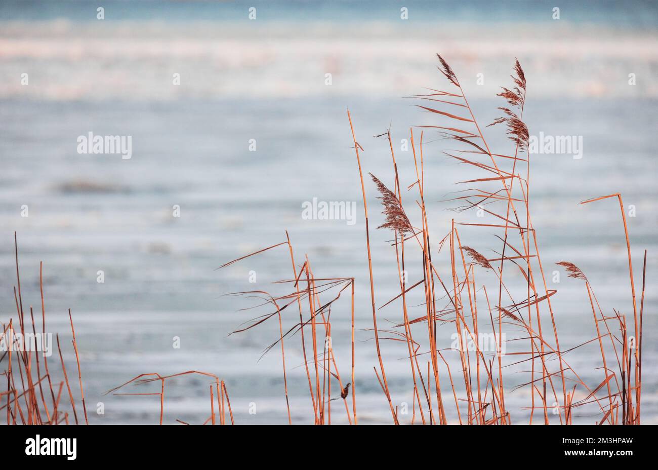 Dry coastal reed over blurred sea water, natural photo background with ...