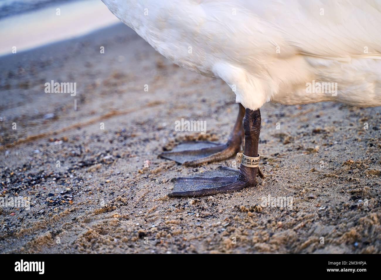 Bird ringing or banding. Metal ring on a leg of a wild swan to enable ...