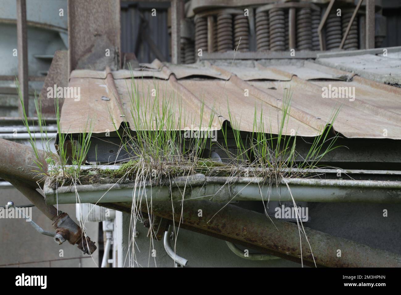 A green grass growing on a rusty metal roof Stock Photo - Alamy