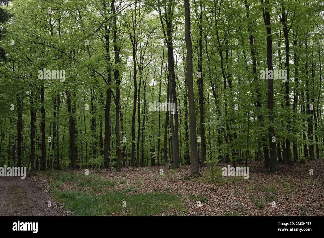 A beautiful scenery of green trees in a forest background Stock Photo ...