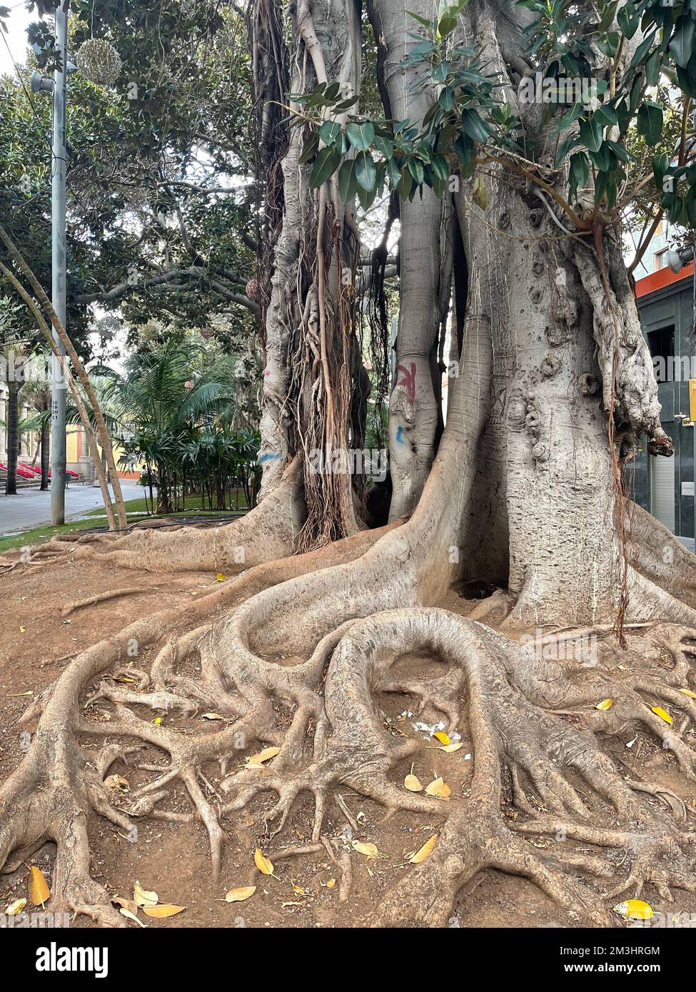 The trees with roots out Stock Photo - Alamy