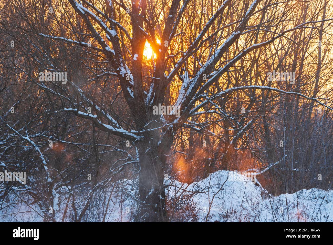 Tree in sunset against sun hi-res stock photography and images - Alamy