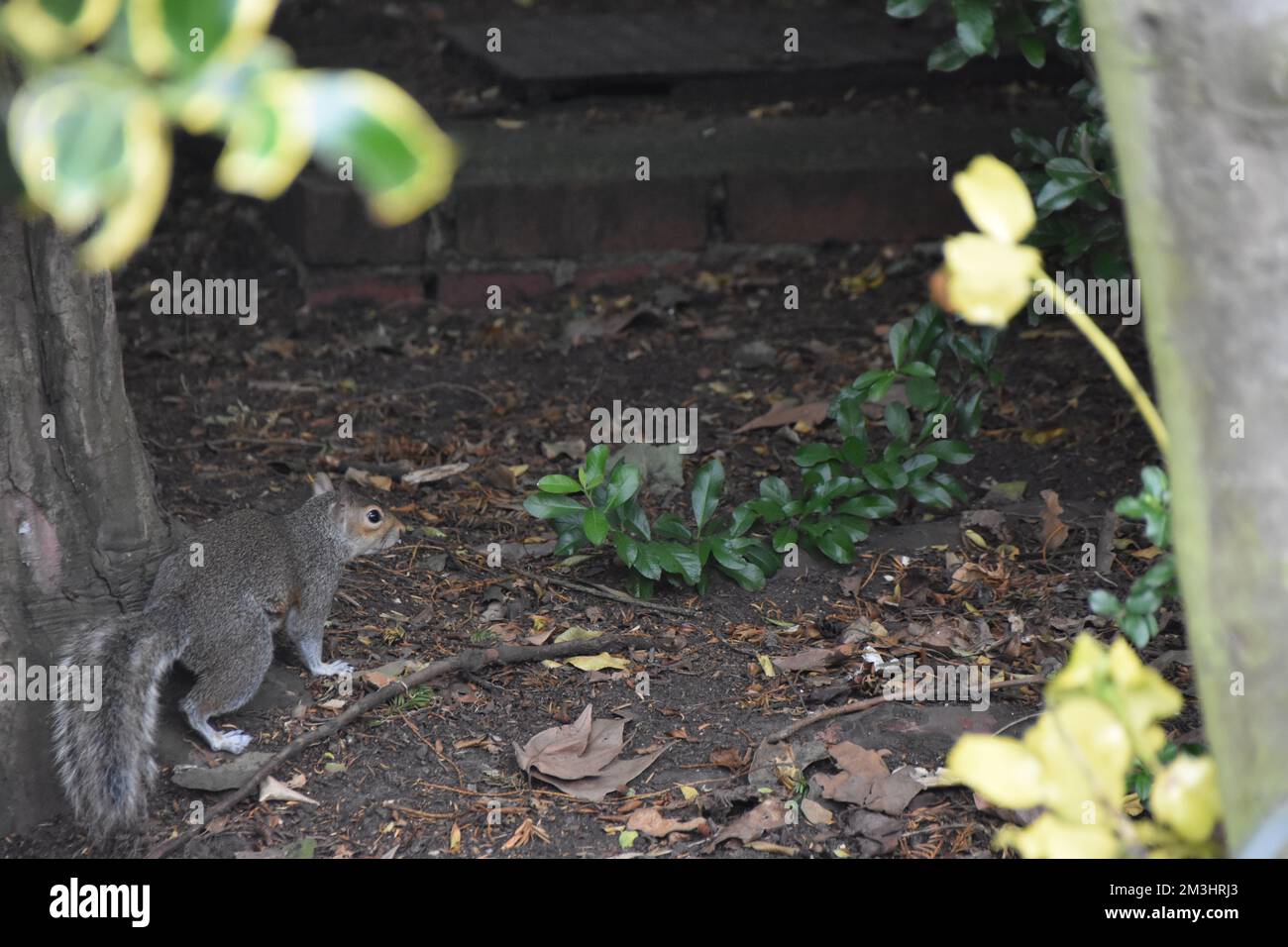 Small grey squirrel in Hyde Park, London, running on the ground in the ...