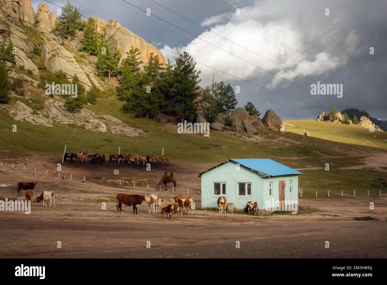Farm animals standing outside the shed in Mongolian countryside. Cows ...