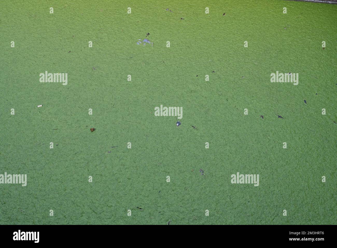Green layer of algae in stay water as background with a lot of copy ...
