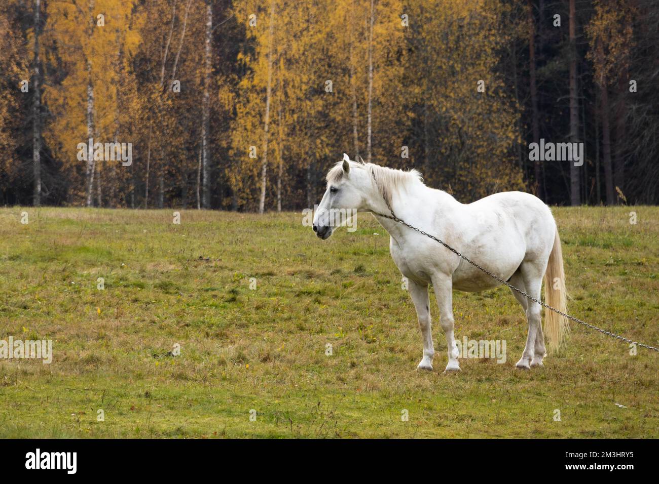 White horse grazing in the field. High quality photo Stock Photo - Alamy