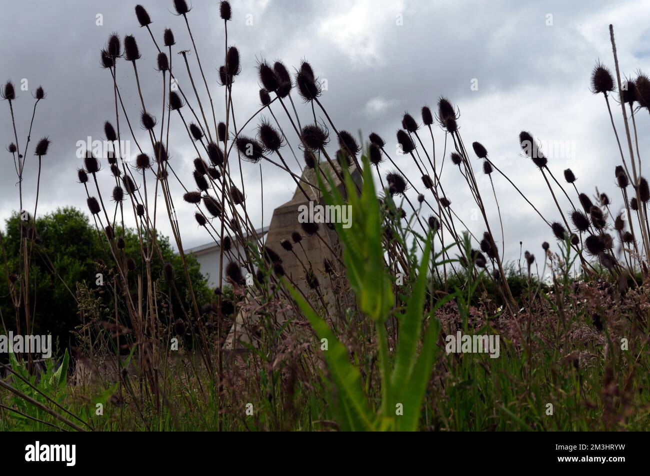 Teasels obscuring camera view of Cader Idris sculpture, Cardiff Bay ...