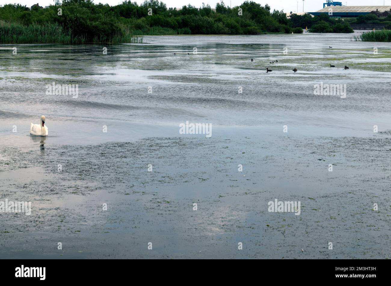 Cardiff Bay Wetlands with water birds. view. 2022 Stock Photo - Alamy