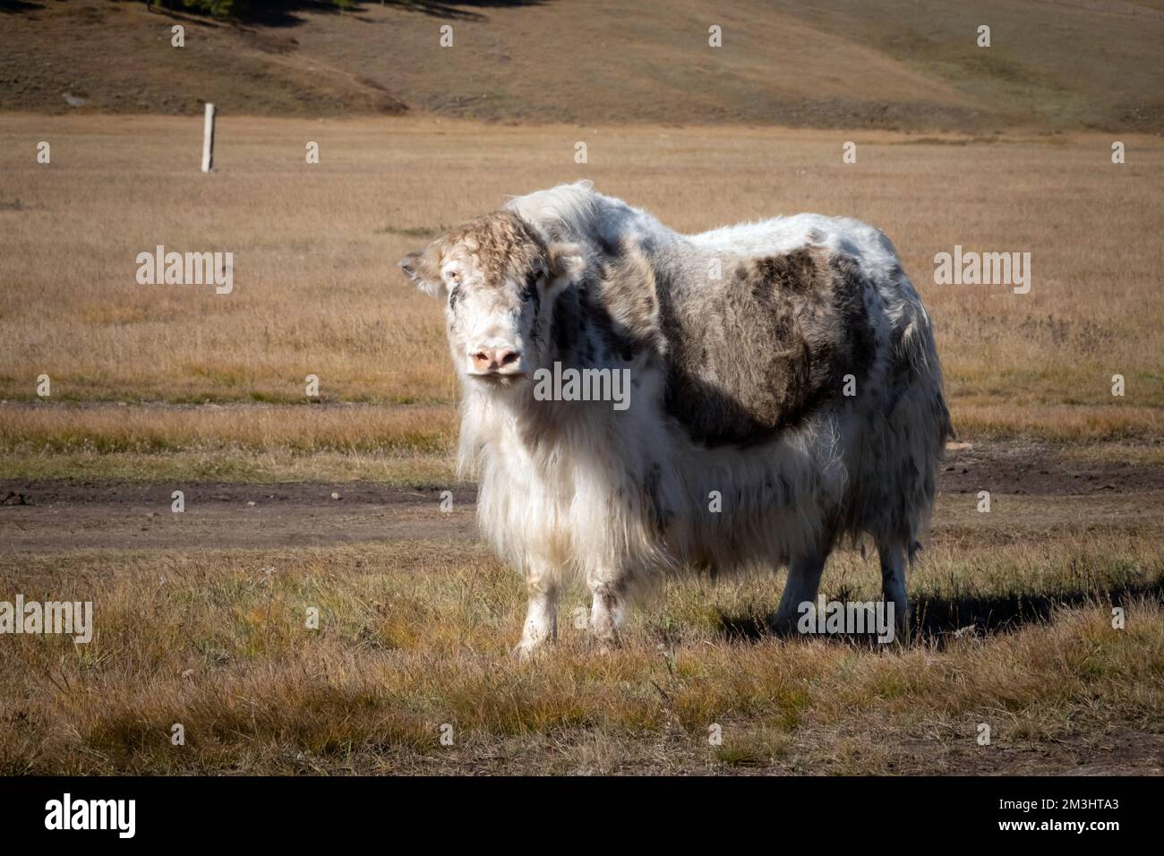 Yak standing on a foothill looking into camera in rural Mongolia ...