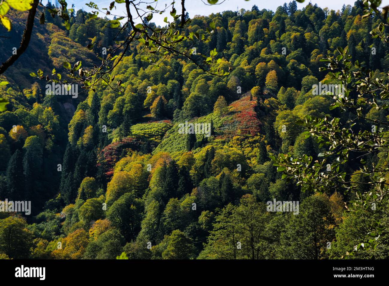Mountain view at karagol ,Artvin, Turkey Stock Photo - Alamy
