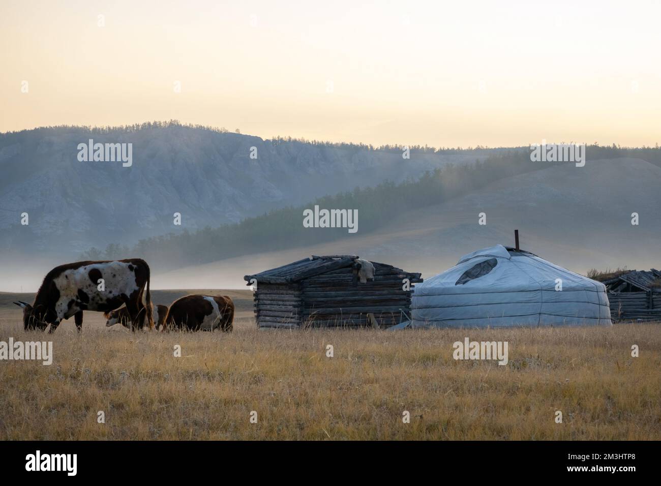 Cows eating grass in a field by the nomadic Mongolian yurt on a foggy ...