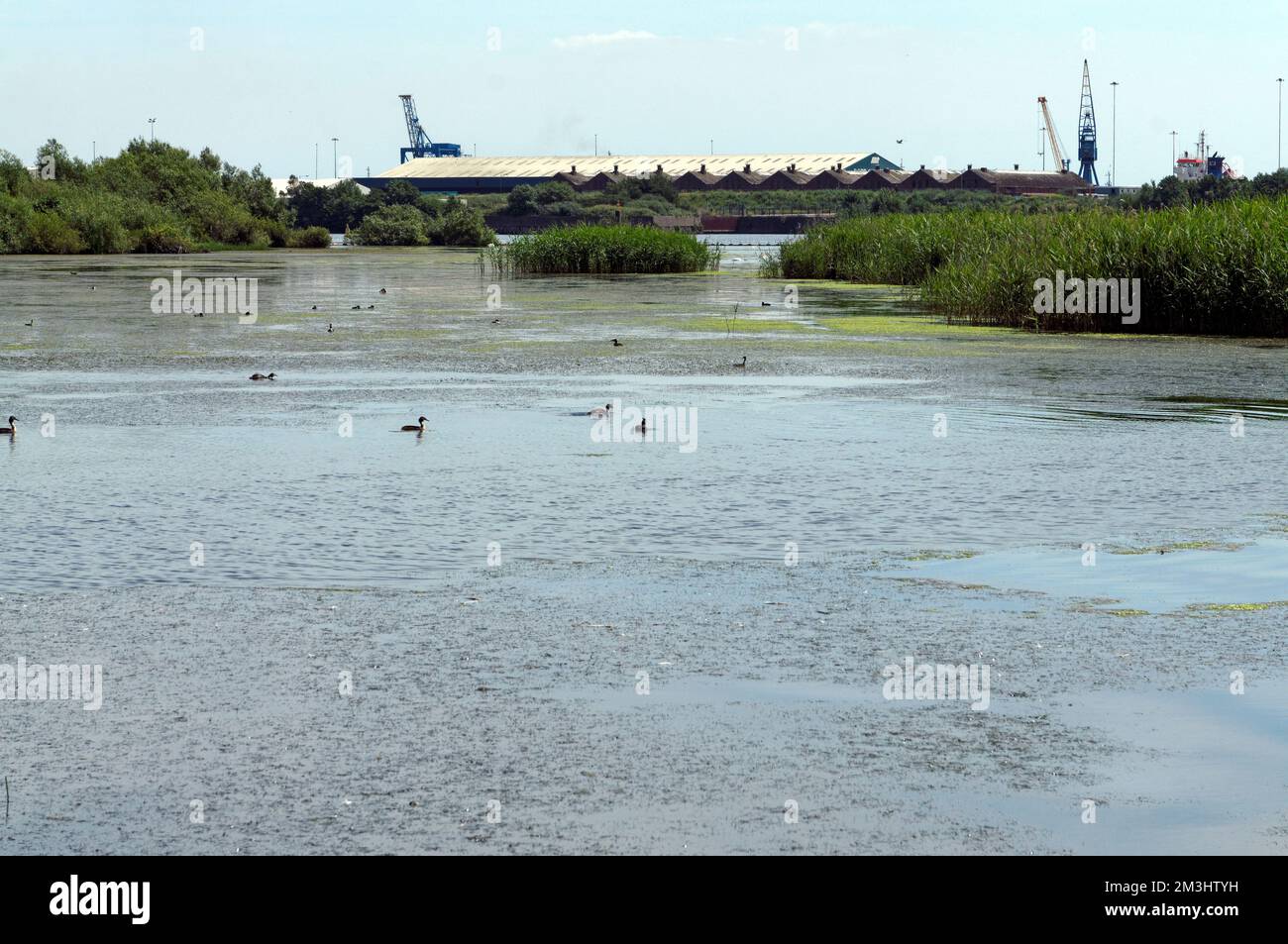 cardiff bay wetland nature reserve. Cardiff views. Taken 2022.cym Stock ...