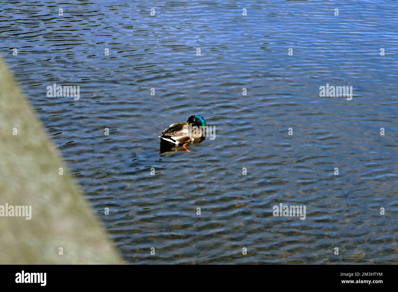 cardiff bay wetland nature reserve. Cardiff views. Taken 2022.cym Stock ...