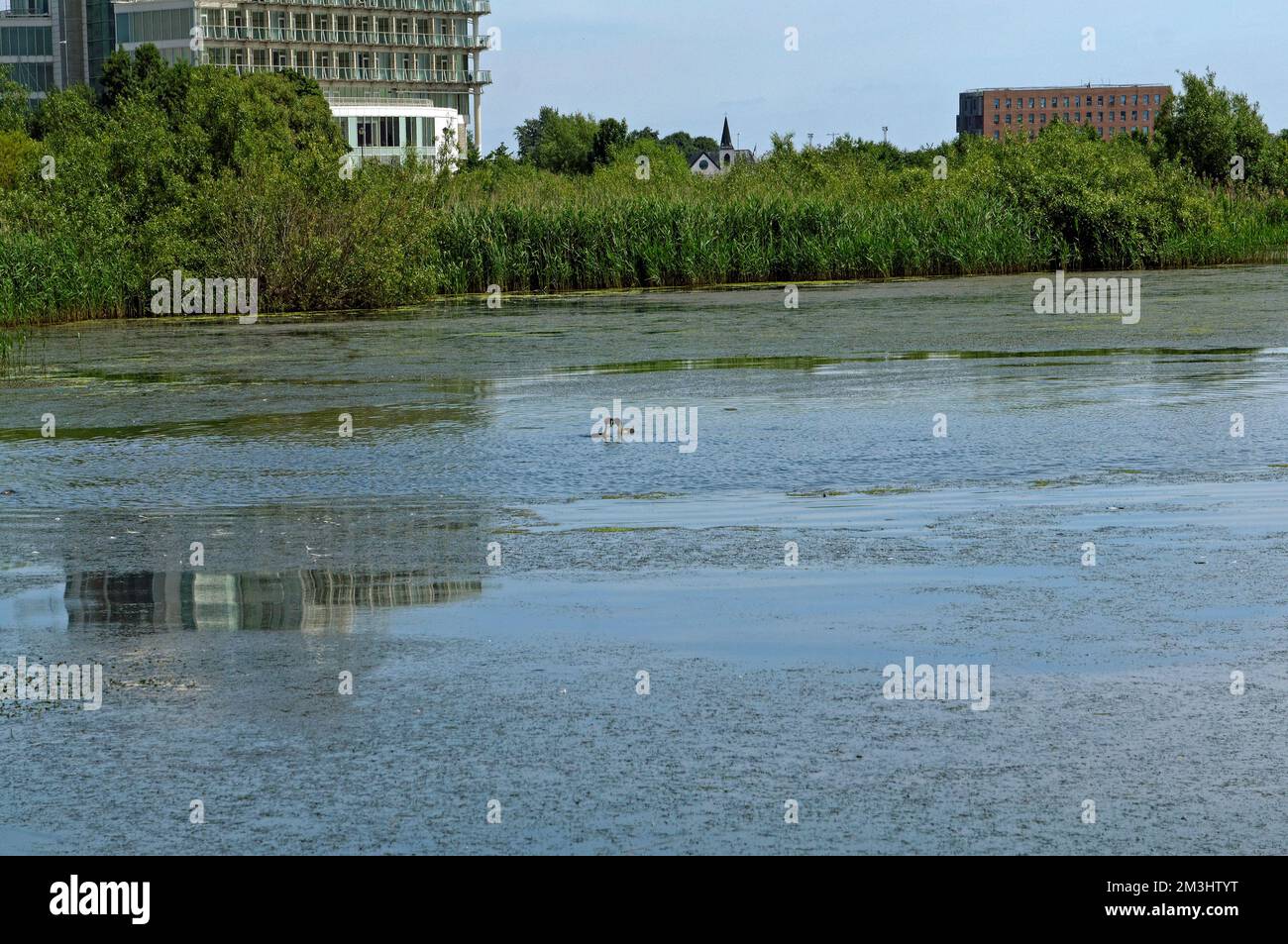 cardiff bay wetland nature reserve. Cardiff views. Taken 2022.cym Stock ...