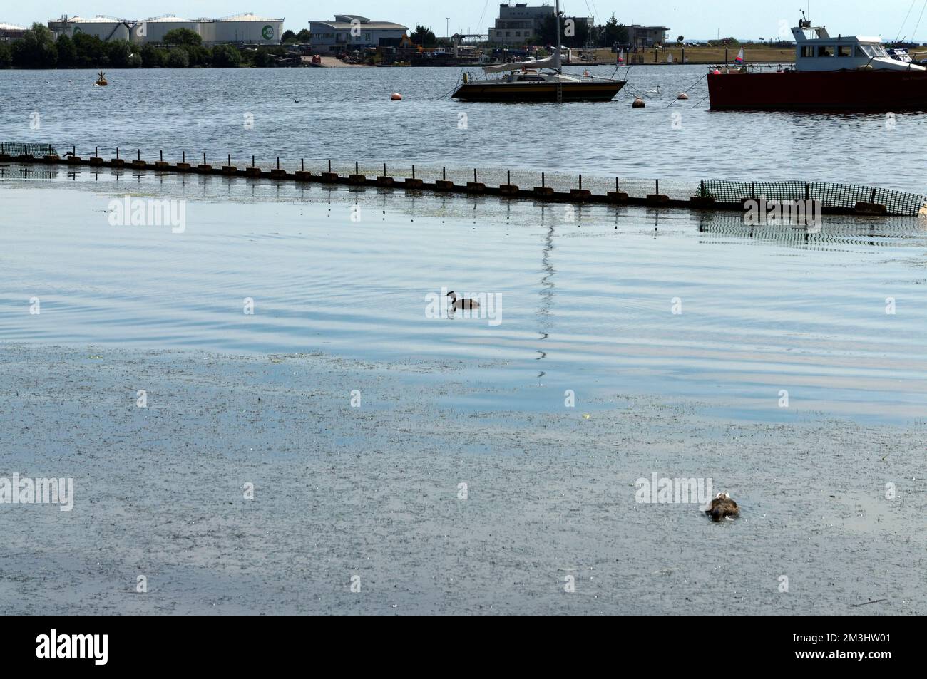 cardiff bay wetland nature reserve. Cardiff views. Taken 2022.cym Stock ...