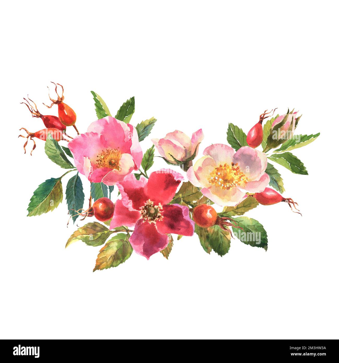 Botanical wild rose flower watercolor. Watercolor composition of rose ...