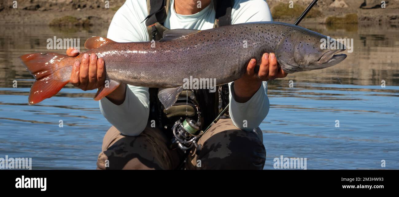 Fisherman holding hucho taimen while kneeling in the river. Angler ...