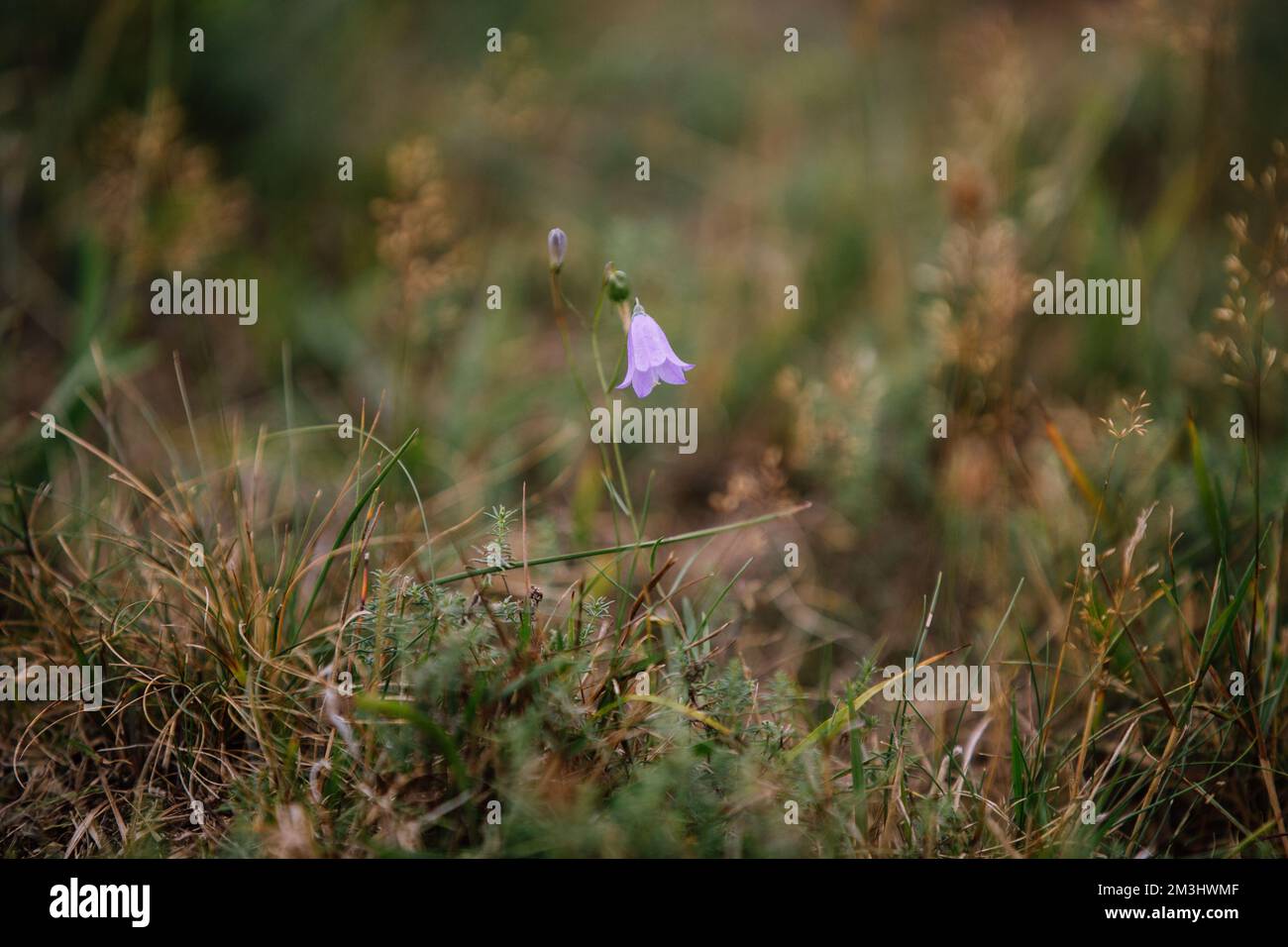 A selective focus of a single bellflower (Campanula albanica) on the ...